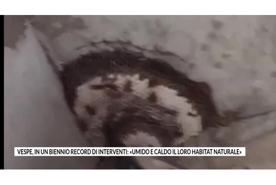 VESPE, IN UN BIENNIO RECORD DI INTERVENTI: «UMIDO E CALDO IL LORO ...