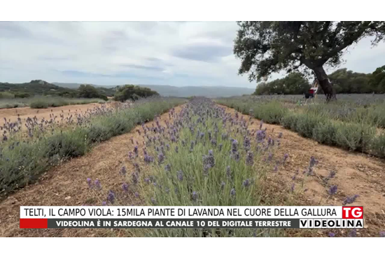 TELTI, IL CAMPO VIOLA: 15MILA PIANTE DI LAVANDA NEL CUORE DELLA GALLURA ...