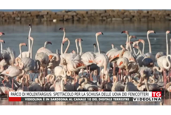 PARCO DI MOLENTARGIUS: SPETTACOLO PER LA SCHIUSA DELLE UOVA DEI ...