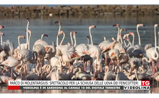 PARCO DI MOLENTARGIUS: SPETTACOLO PER LA SCHIUSA DELLE UOVA DEI ...